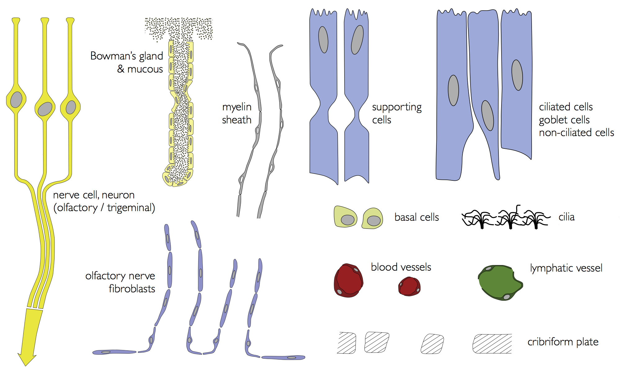 Visual elements – Neuroscience & graphic design