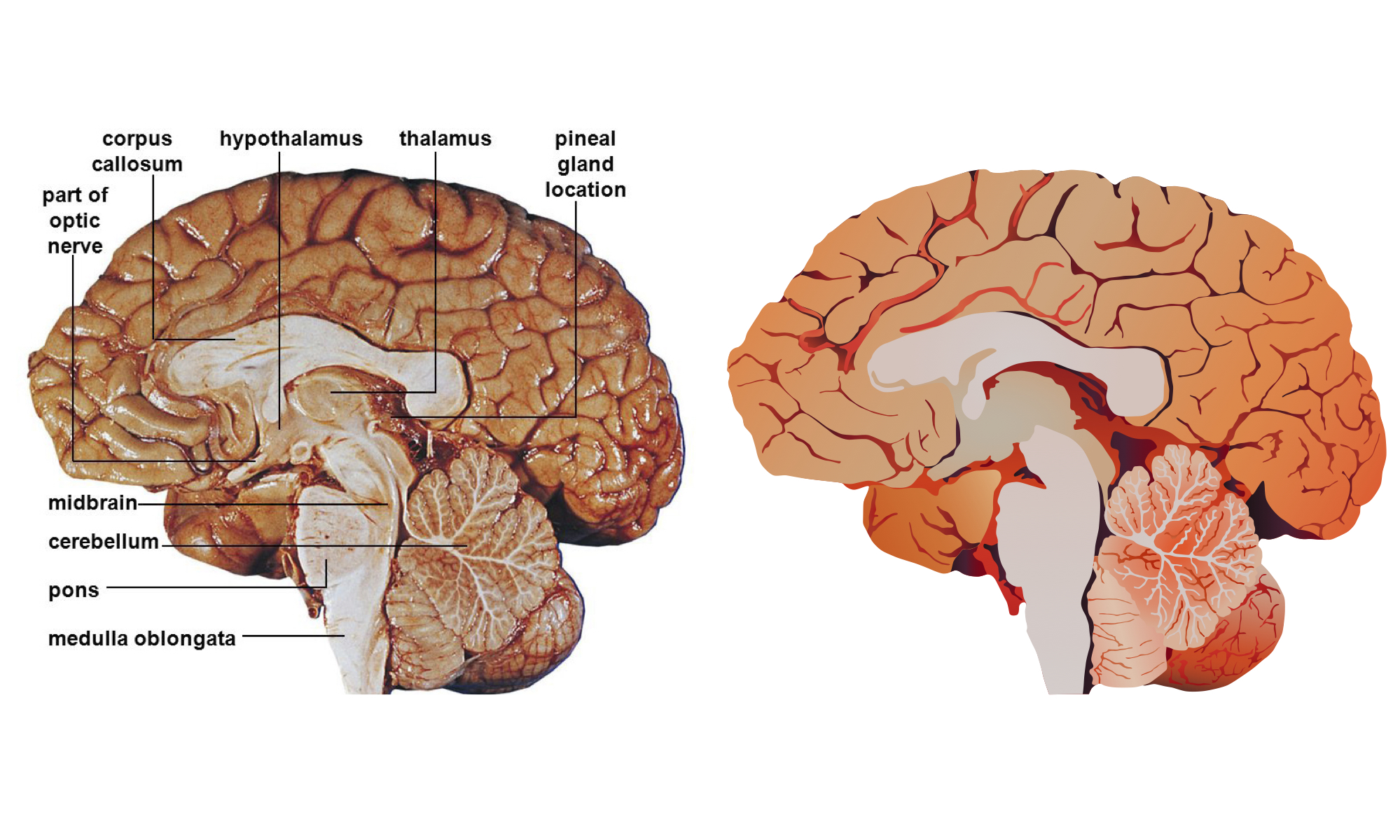 Human brain gallery – Neuroscience & graphic design