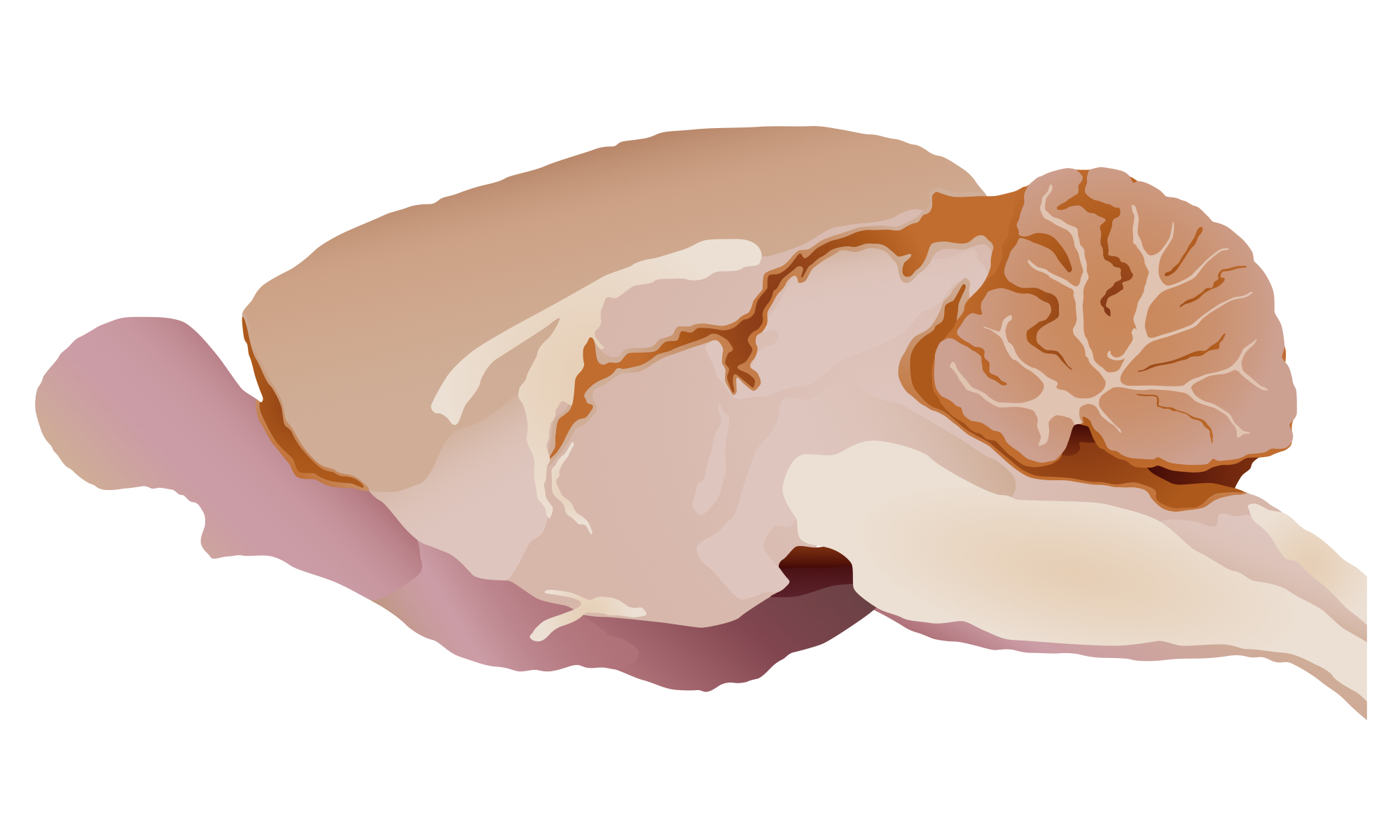 Post 1 – Rat brain gallery – Neuroscience & graphic design