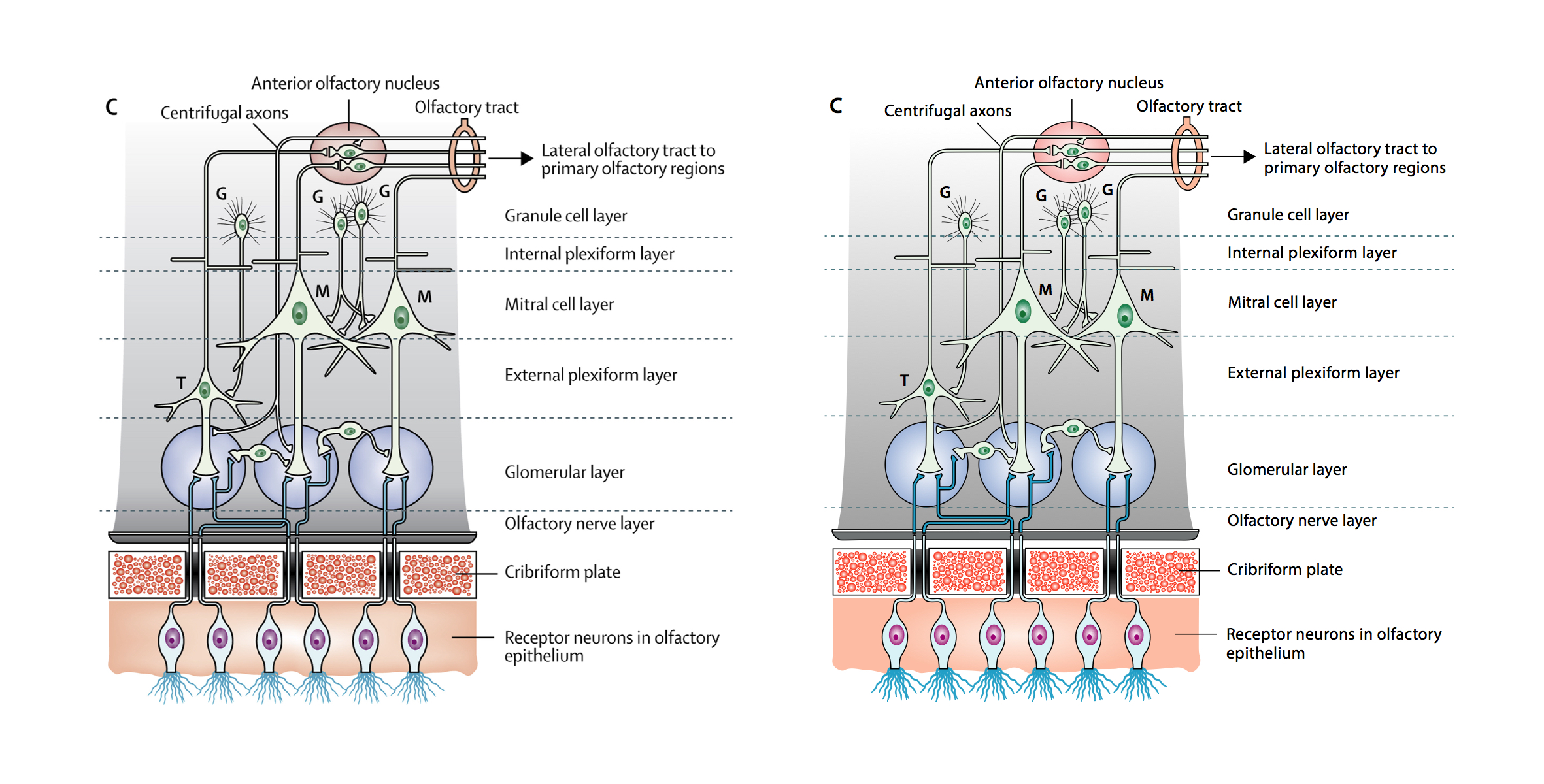 Constructing a diagrammatic image – Neuroscience & graphic design