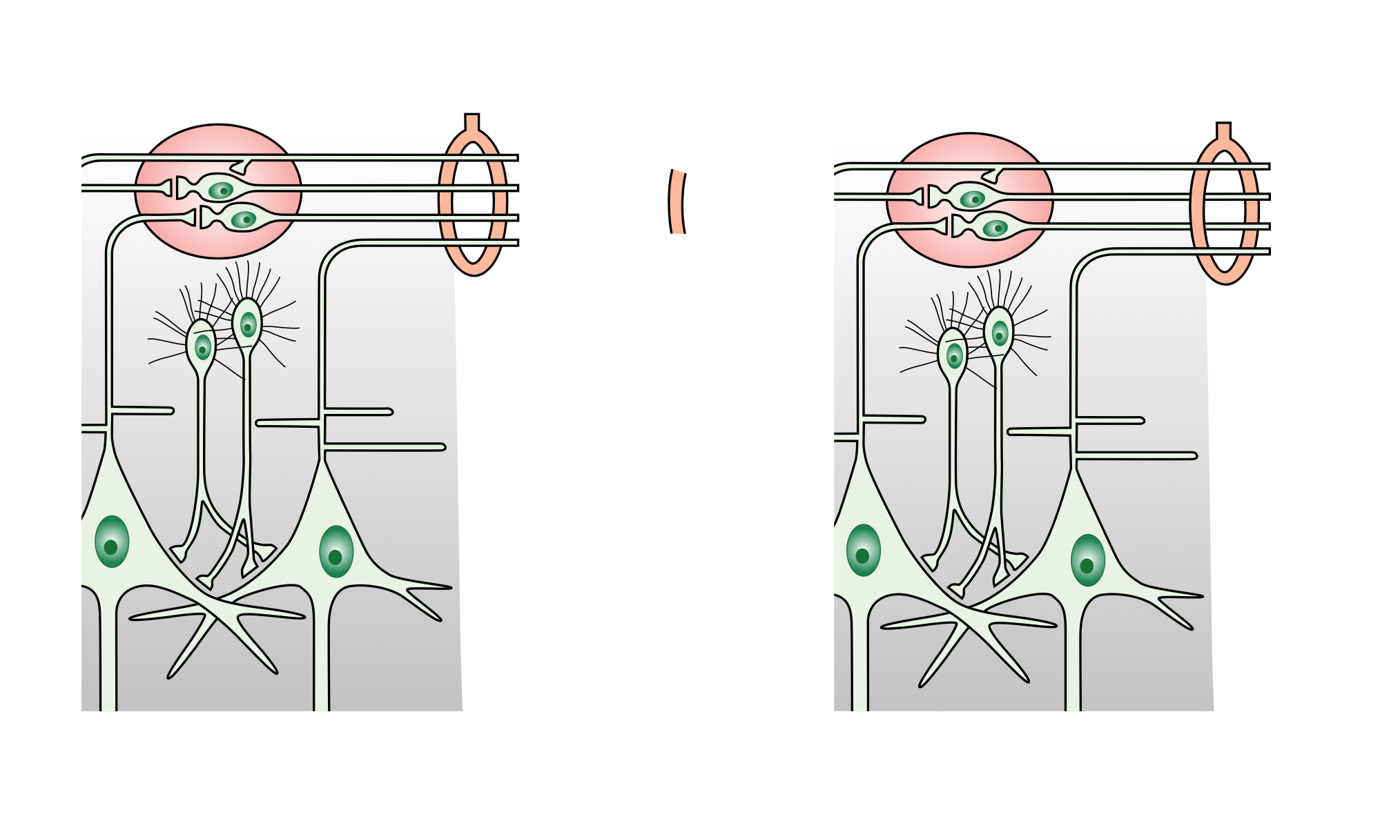 Constructing a diagrammatic image – Neuroscience & graphic design