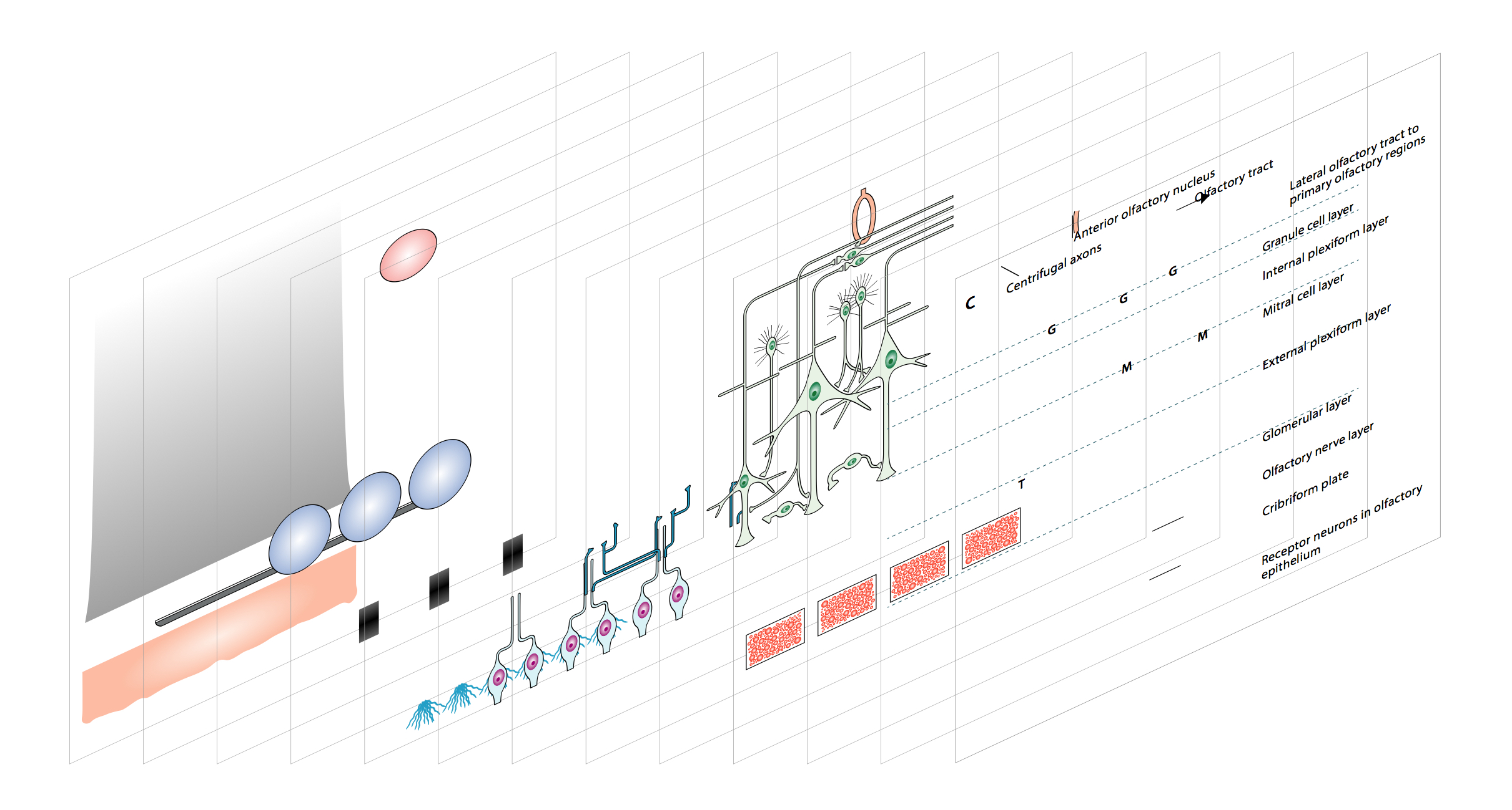 Constructing a diagrammatic image – Neuroscience & graphic design