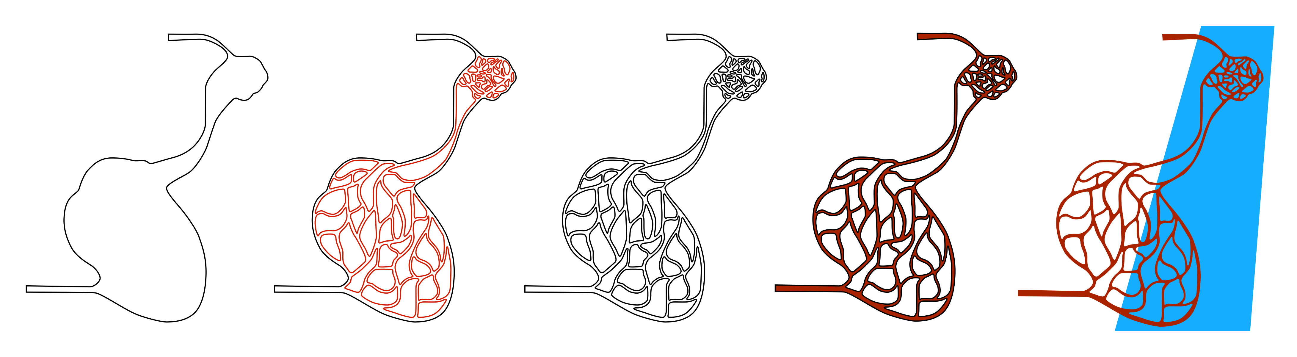 Drawing a network – Neuroscience & graphic design