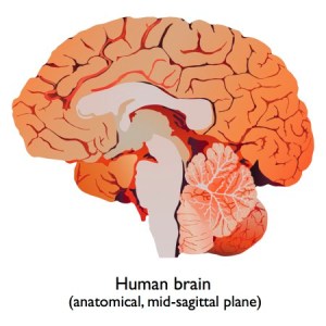 Image gallery – Neuroscience & graphic design