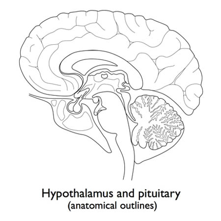 Neuroscience & graphic design