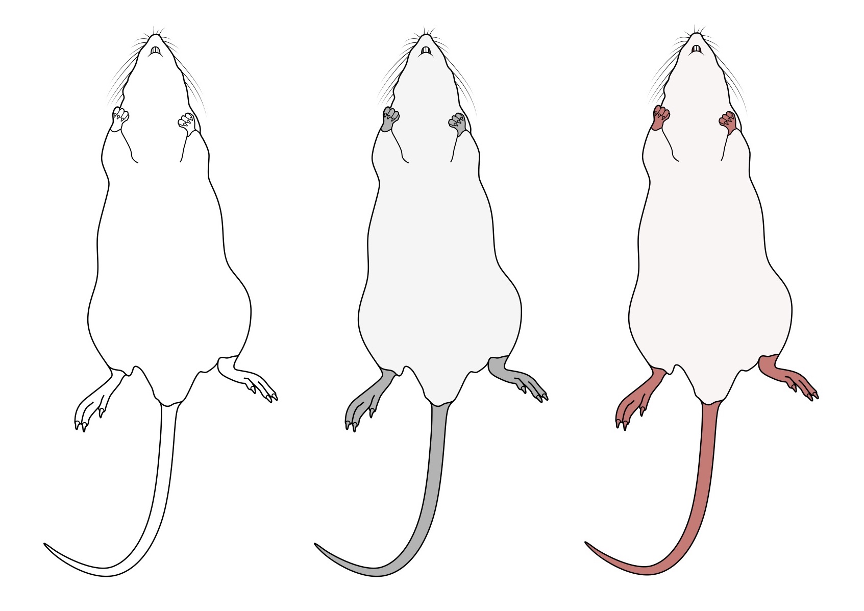 Rats as visual elements – Neuroscience & graphic design