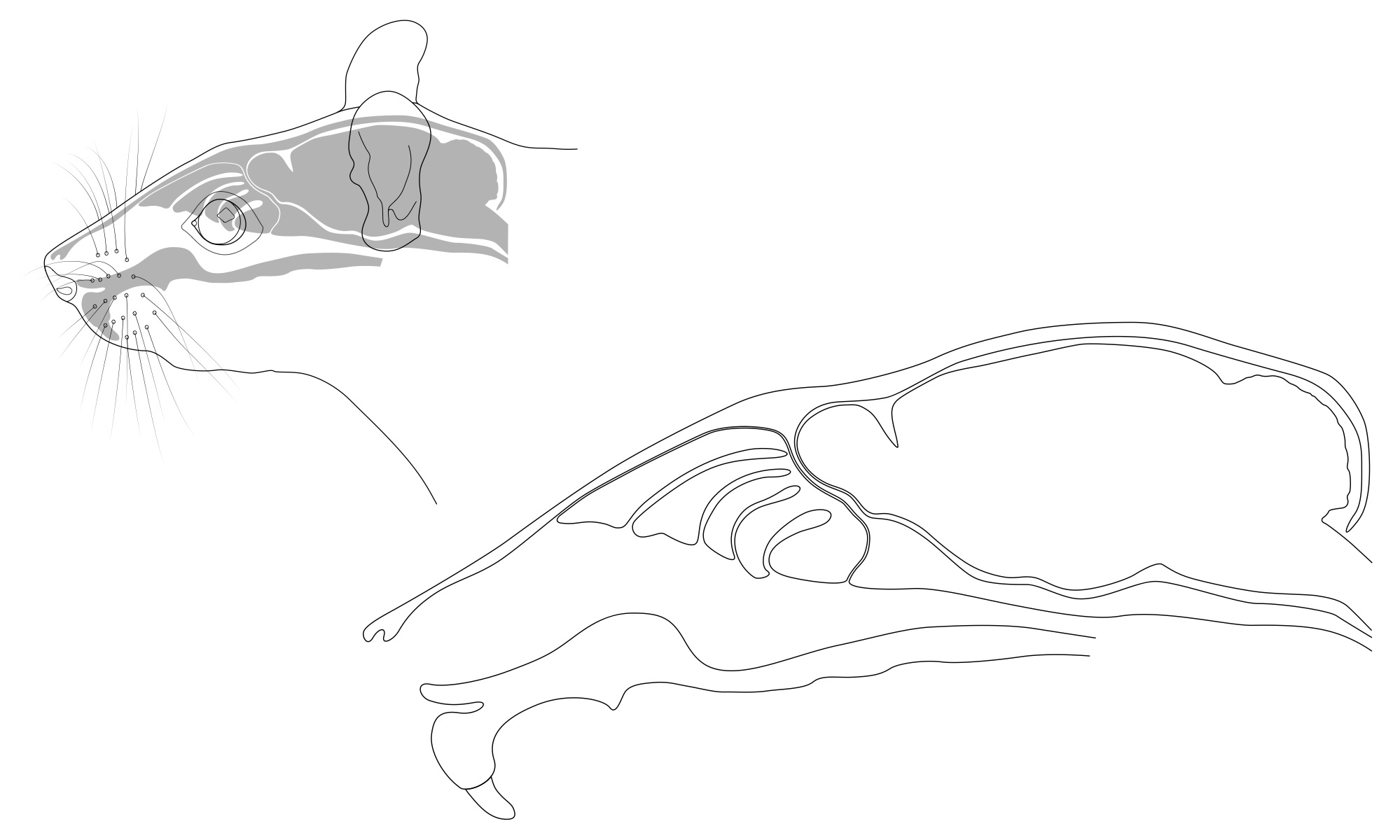 Rats as visual elements – Neuroscience & graphic design