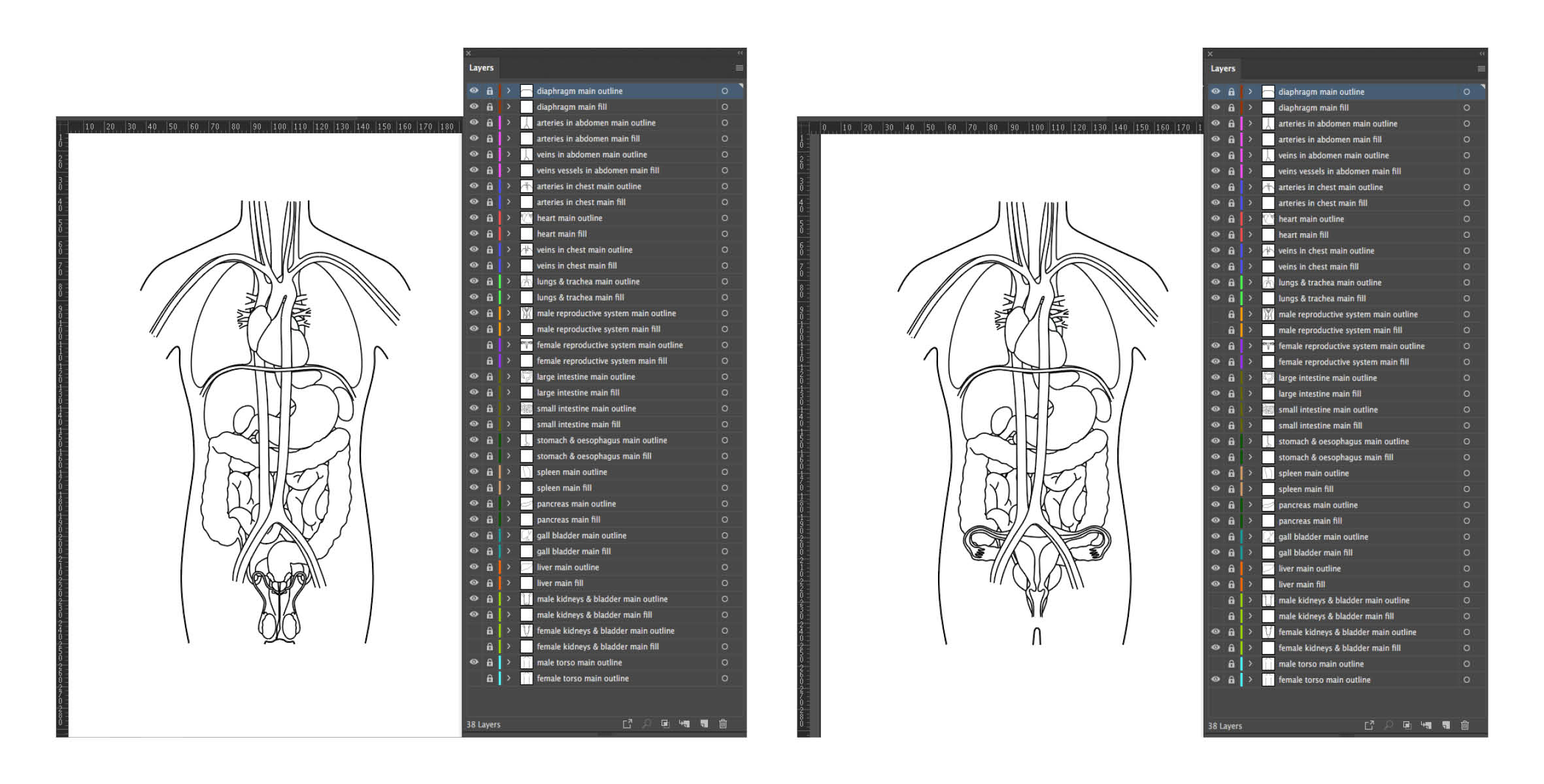 Creating an adaptable anatomical torso – Neuroscience & graphic design