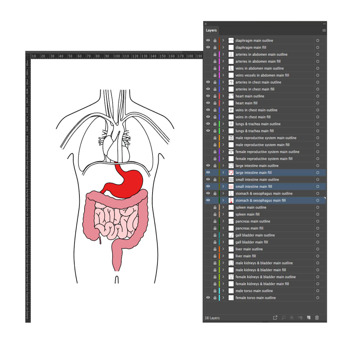 Creating an adaptable anatomical torso – Neuroscience & graphic design