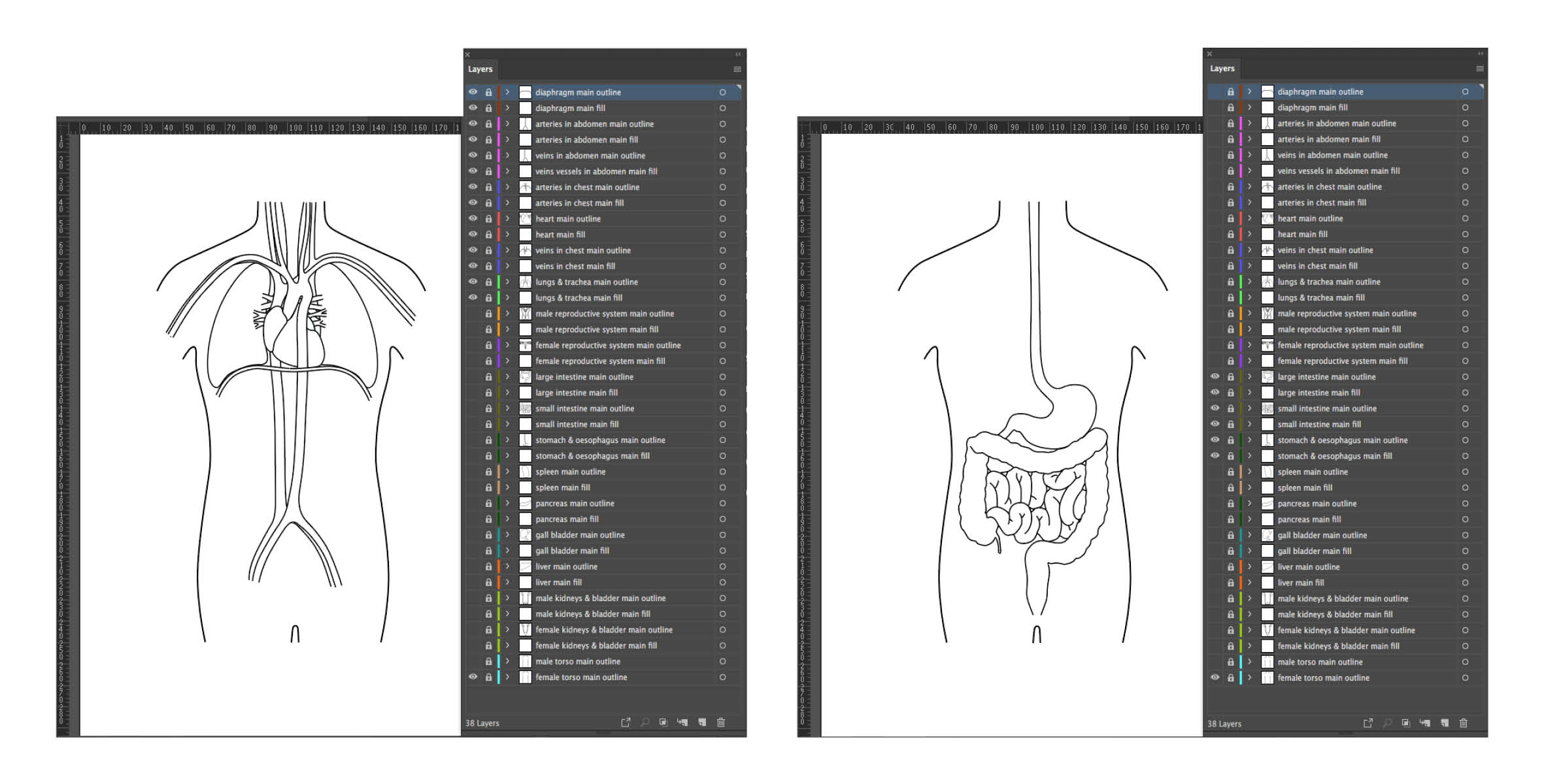 Creating an adaptable anatomical torso – Neuroscience & graphic design