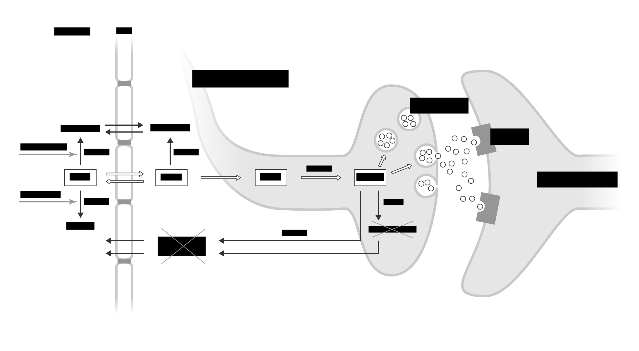 Visual elements for a dopamine synthesis figure – Neuroscience ...