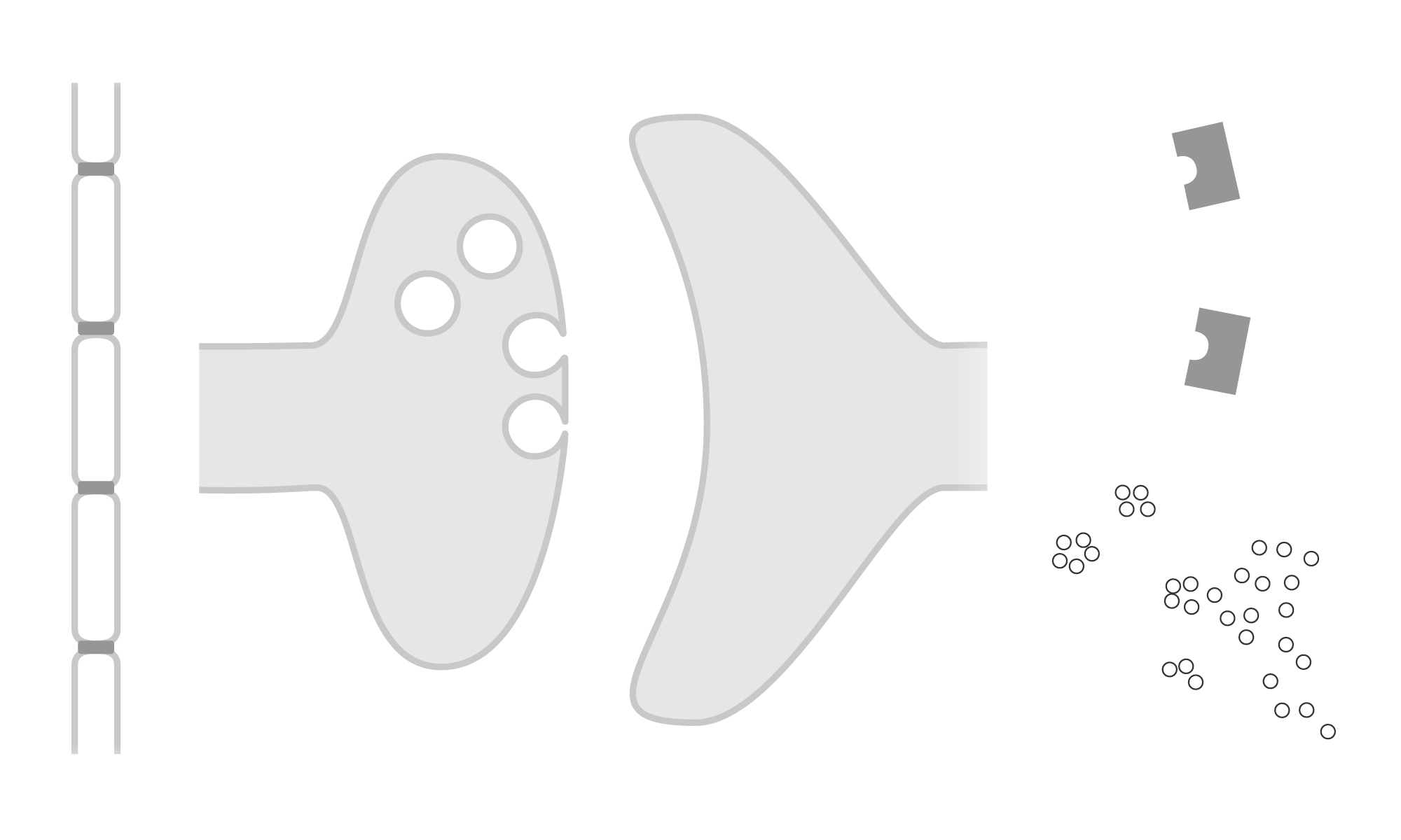 Visual elements for a dopamine synthesis figure – Neuroscience ...