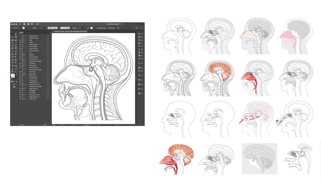 Demonstrating the adaptable visual elements – Neuroscience & graphic design